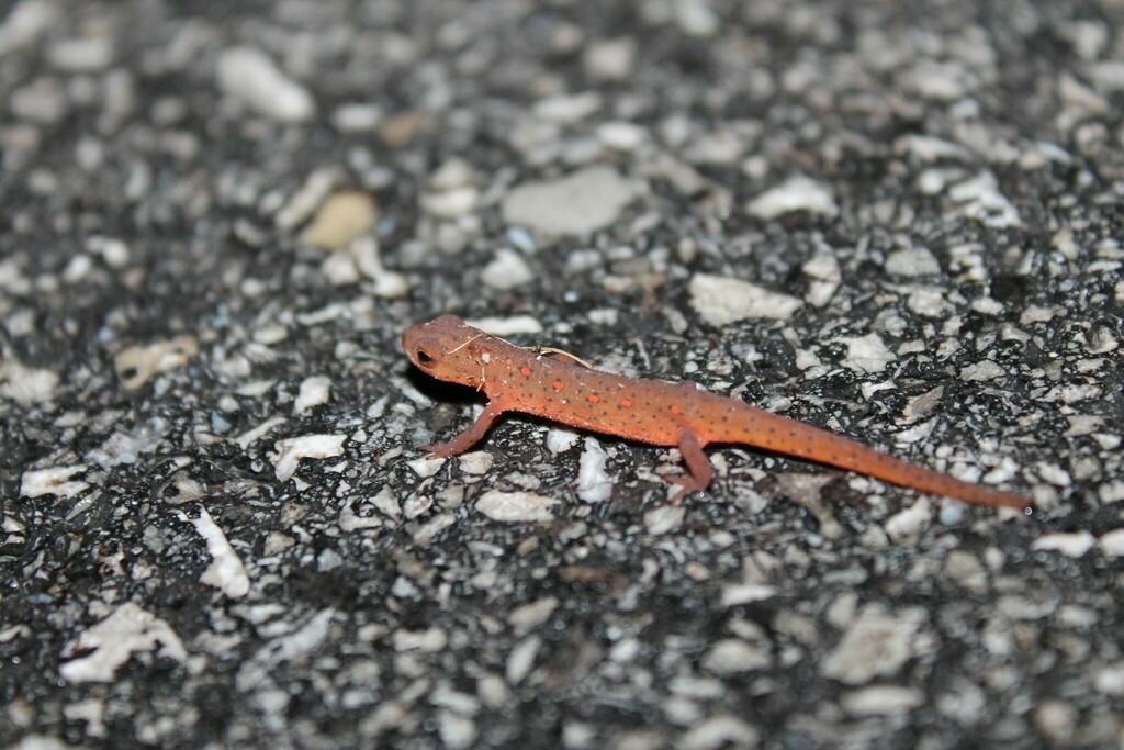 Eastern Newt in November 2024 by Dominic. A tiny red eft crossing the ...