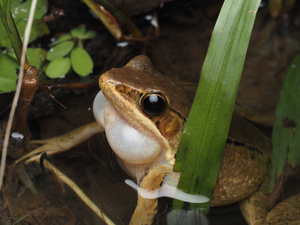 Olive Frog from 台灣南投縣埔里鎮-桃米綠屋民宿 on September 3, 2024 at 07:30 PM by ...