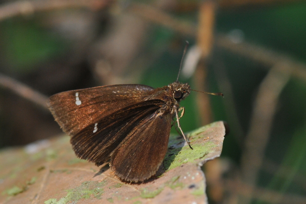 Coorg Forest Hopper (Butterflies of Kerala) · iNaturalist