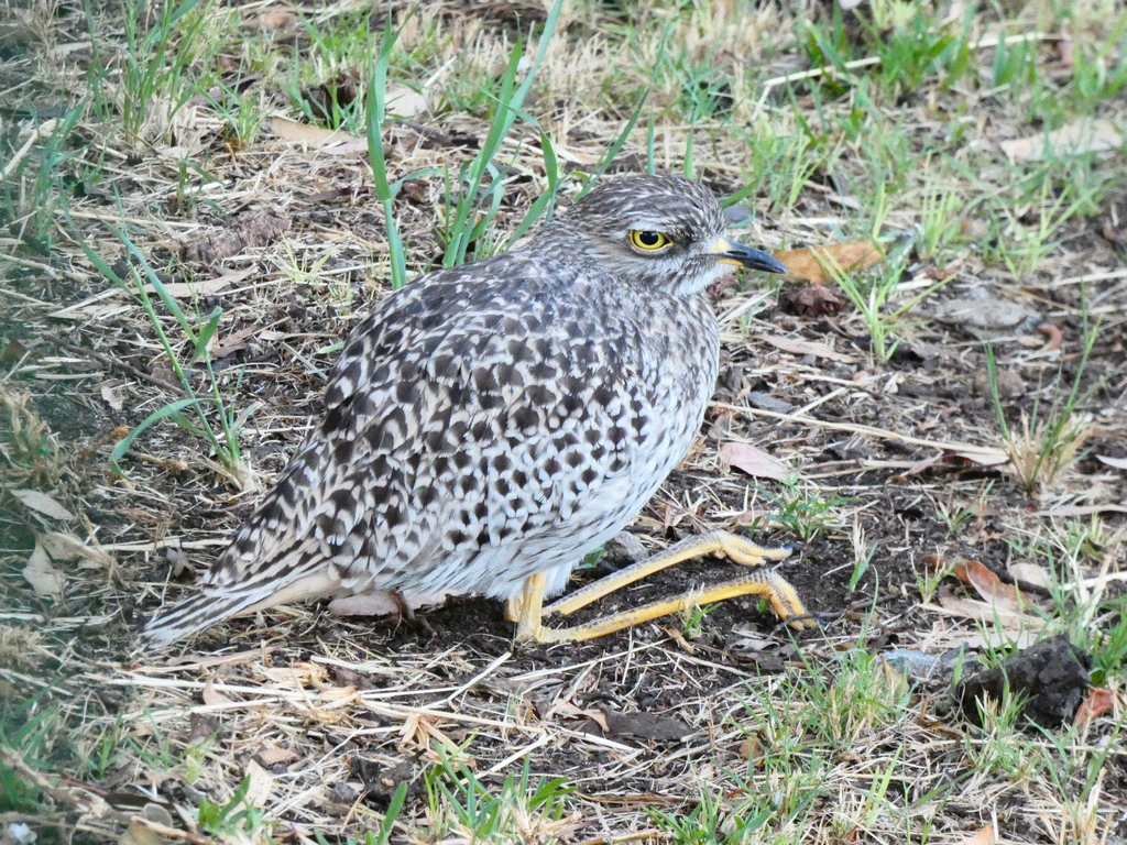 Southern Spotted Thick-Knee from Harfield Village, Claremont, Cape Town ...