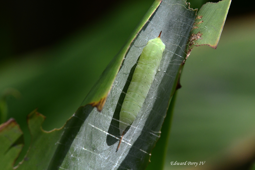 Brazilian Skipper from Orange County, FL, USA on September 21, 2018 at ...