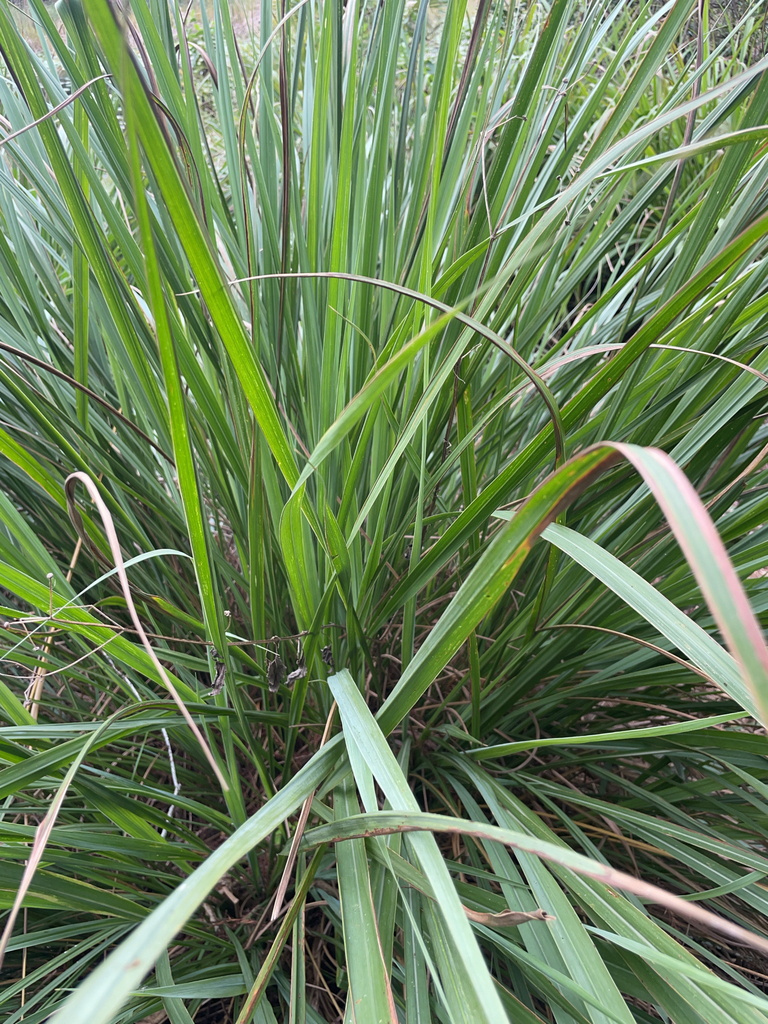 Lemon Grass from Alva on November 18, 2024 at 11:24 AM by Connie Nagele ...