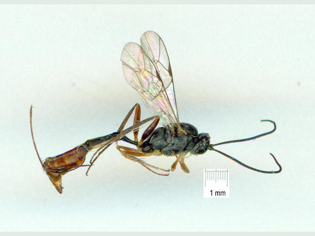 Venturia canescens (Gravenhorst, 1829)
