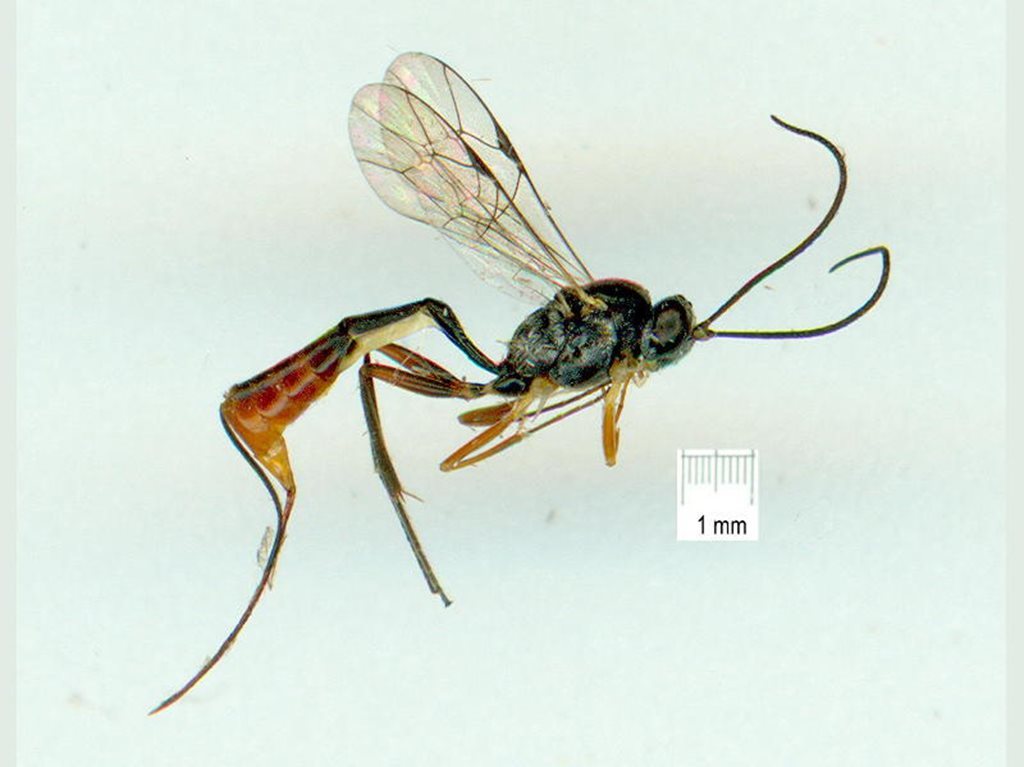 Venturia canescens (Gravenhorst, 1829)