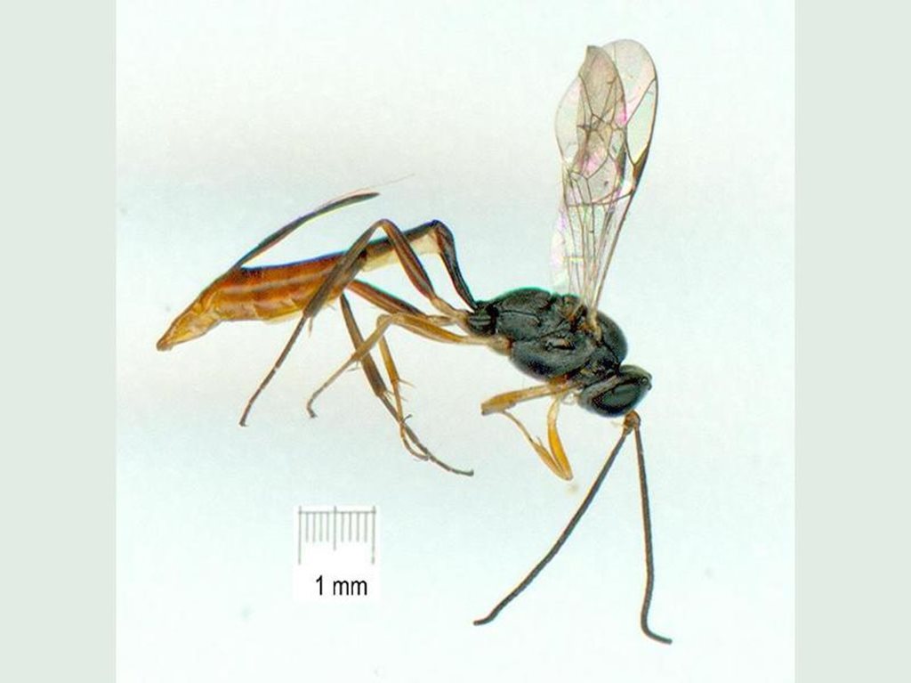 Venturia canescens (Gravenhorst, 1829)