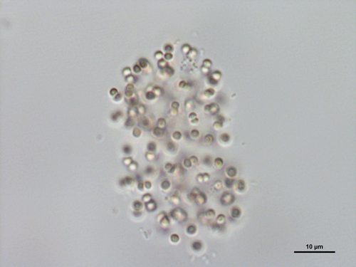 Eucapsis aphanocapsoides · Naturalista Costa Rica