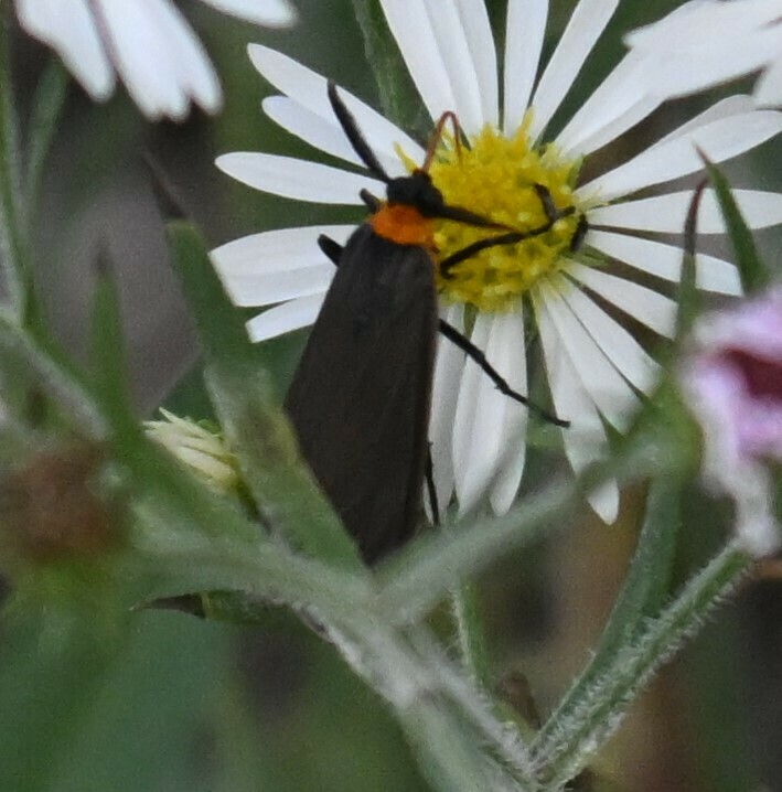 Yellow-collared Scape Moth from Knoxville, TN, USA on November 4, 2024 ...