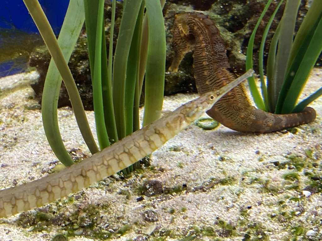 Chain Pipefish from Second Ave NE, Saint Petersburg, FL, US on November ...