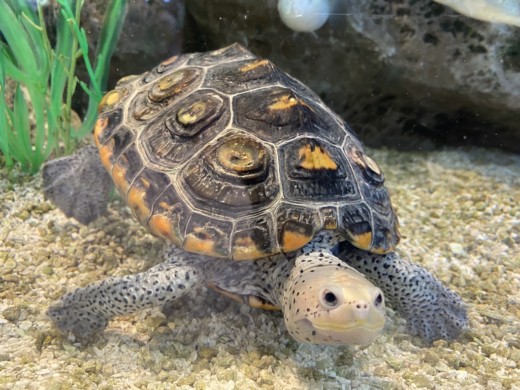 Diamondback Terrapin in November 2024 by Jerry John Comellas · iNaturalist