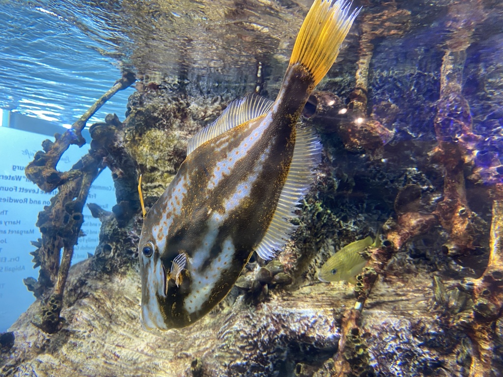 Orange Filefish from Second Ave NE, Saint Petersburg, FL, US on ...