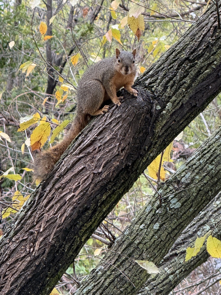Eastern Fox Squirrel from David Fort Rd, Argyle, TX, US on November 18 ...