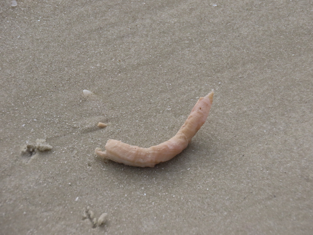 Florida Worm Snail from Bunche Beach, Florida 33908, USA on November 18 ...