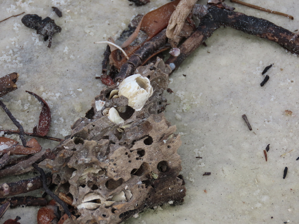 Bay Barnacle from Bunche Beach, Florida 33908, USA on November 18, 2024 ...