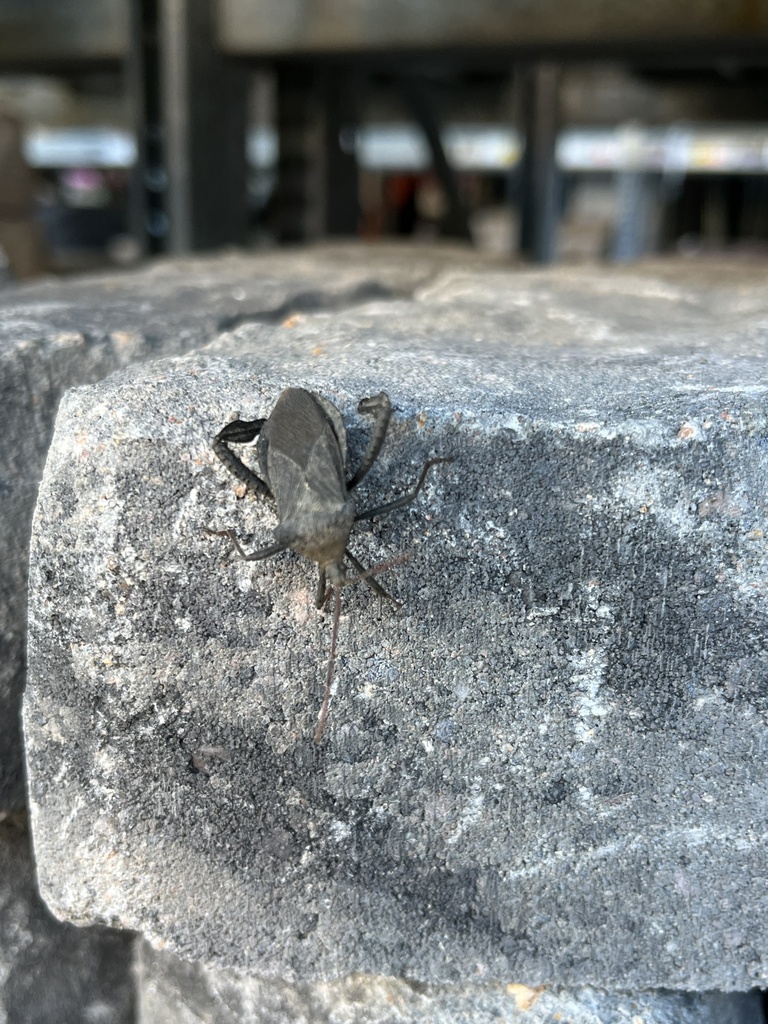 Spine-headed Bugs from University Dr E, College Station, TX, US on ...