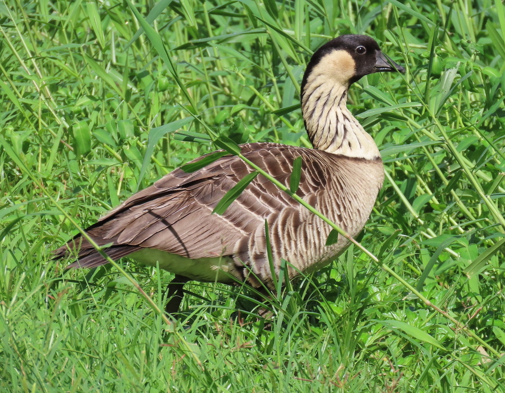 Hawaiian Goose in November 2024 by Di · iNaturalist