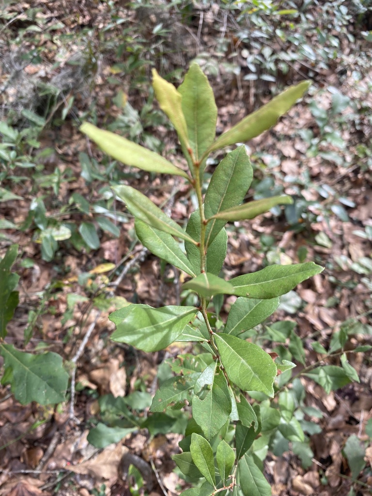 rusty staggerbush from Springtree Park, Gainesville, FL, US on November ...