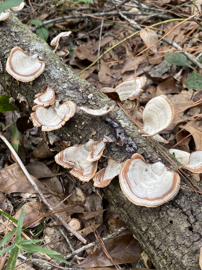 Stereum from Springtree Park, Gainesville, FL, US on November 18, 2024 ...
