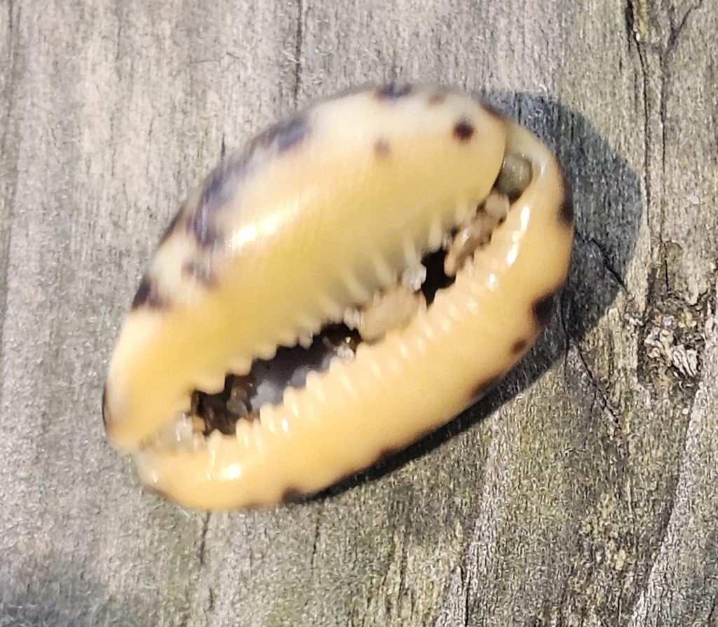 Kitten Cowrie from South Africa on November 18, 2024 at 12:35 PM by j4n ...