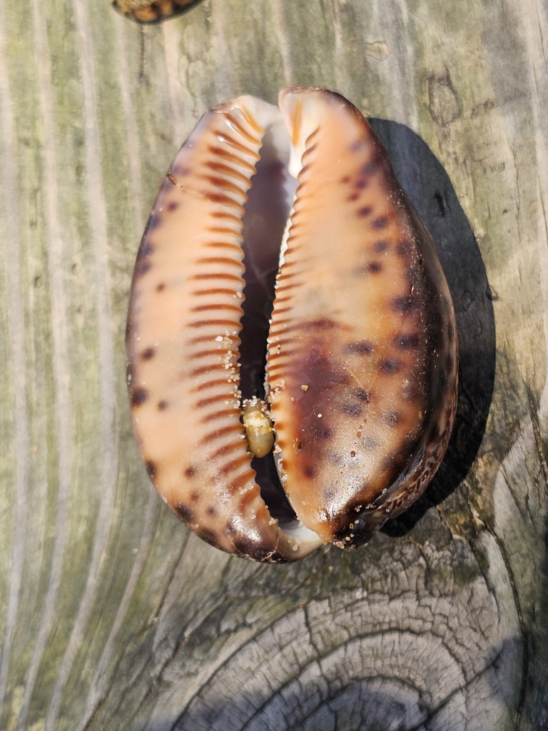 Arabian Cowry from St Lucia Park, South Africa on November 18, 2024 at ...