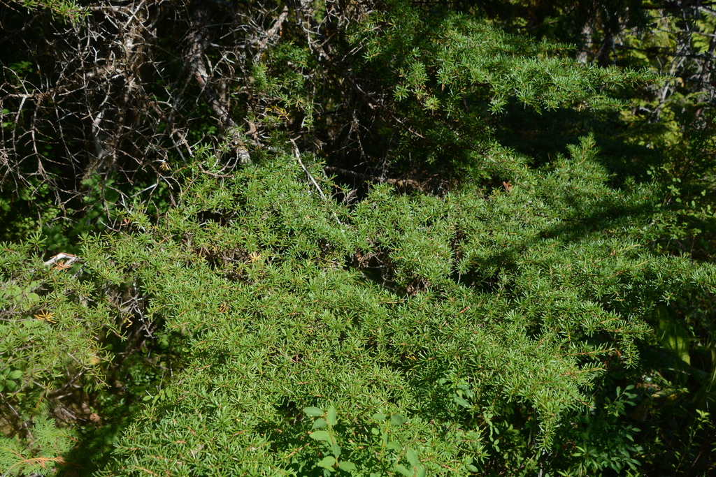 mountain hemlock from North Coast, BC, Canada on August 6, 2024 at 04: ...