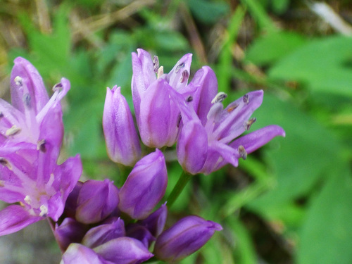 Goodding's Onion (Allium gooddingii) · iNaturalist