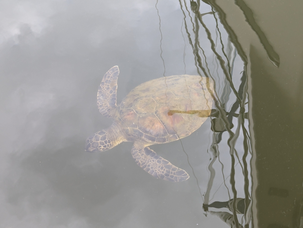 Green Sea Turtle in November 2024 by Peter Burka · iNaturalist