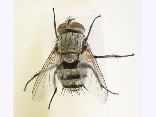 Carcelia cosmophilae · iNaturalist