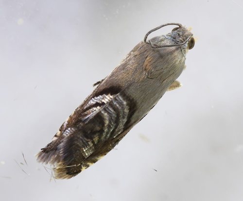 Genus Microsarotis · iNaturalist