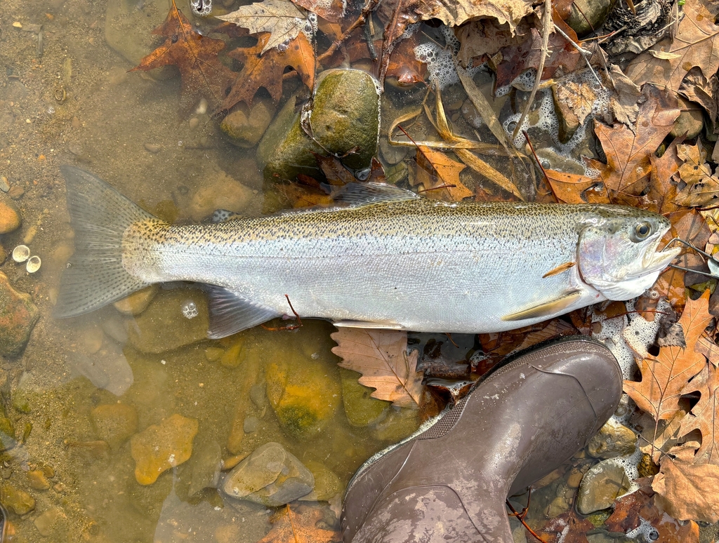 Rainbow Trout from Lake County, OH, USA on November 18, 2024 at 12:19 ...