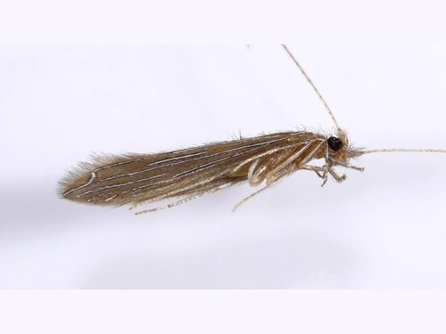 Setodes bracteatus · iNaturalist United Kingdom