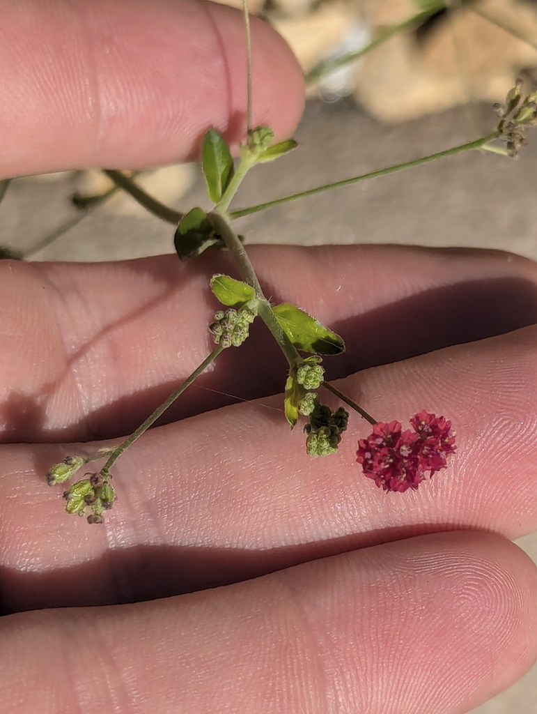scarlet spiderling from Riverside, California, United States on June 30 ...