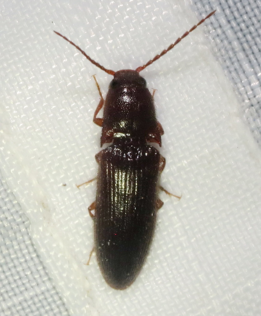 Dipropus soleatus (Click Beetles of the United States) · iNaturalist