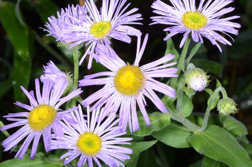 Bigelow's tansyaster (Plants of Barr Lake State Park) · iNaturalist