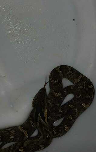 Neuwied's False Fer-de-lance (Xenodon neuwiedii) - Snakes and Lizards