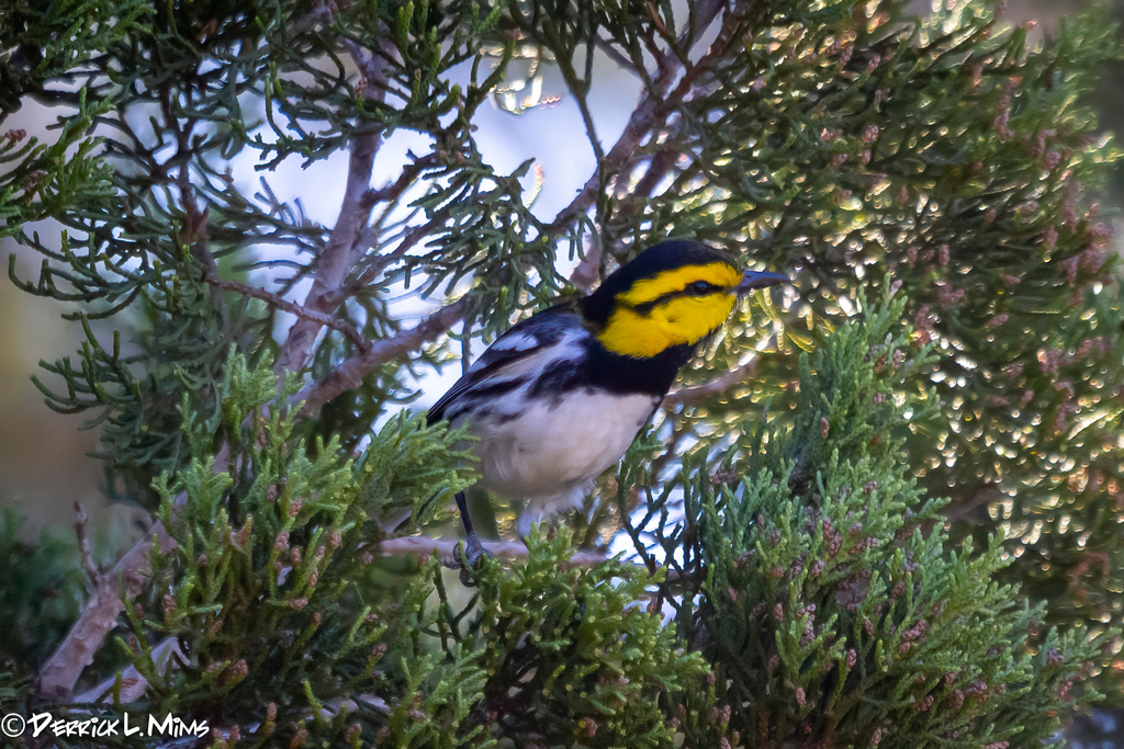 Golden-cheeked Warbler in March 2022 by Derrick L. Mims · iNaturalist