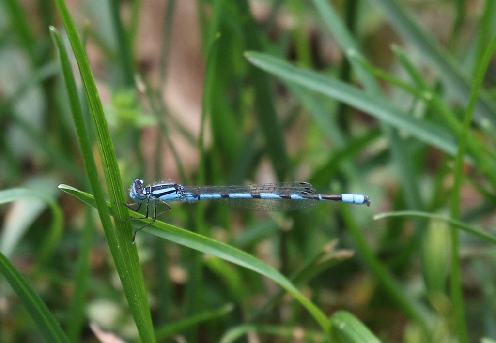 Bluets from Dorothy Carnes County Park, N3220 Radloff Ln, Fort Atkinson ...