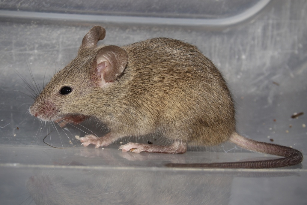 Ratón Casero Eurasiático (Mus musculus) (POKEDEX) · iNaturalist