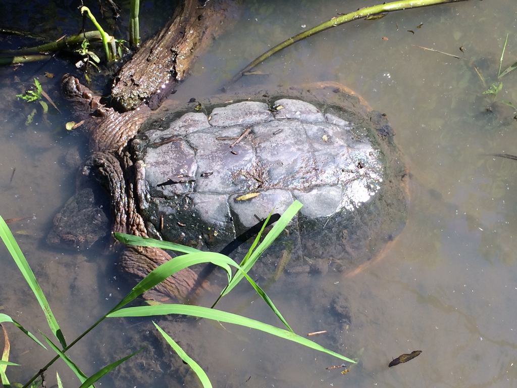 Common Snapping Turtle from Clayton F Smith Woods Preserve, Chicago, IL ...