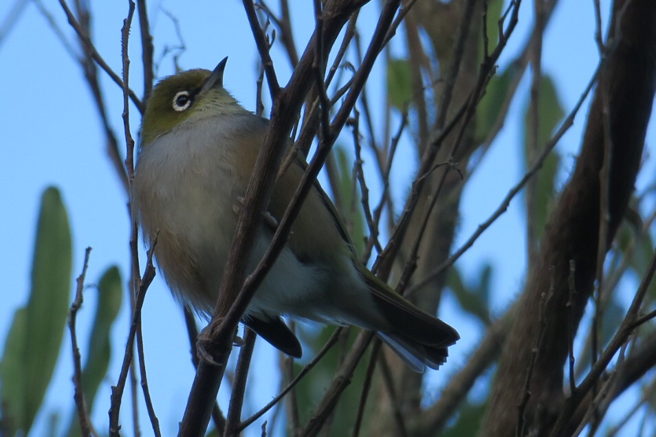 Silvereye from Barrett Domain, Whalers Gate, Taranaki, NZ on August 11 ...