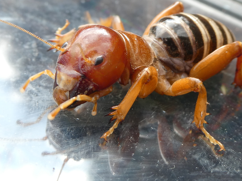 North American Jerusalem Crickets from San Diego County, CA, USA on ...