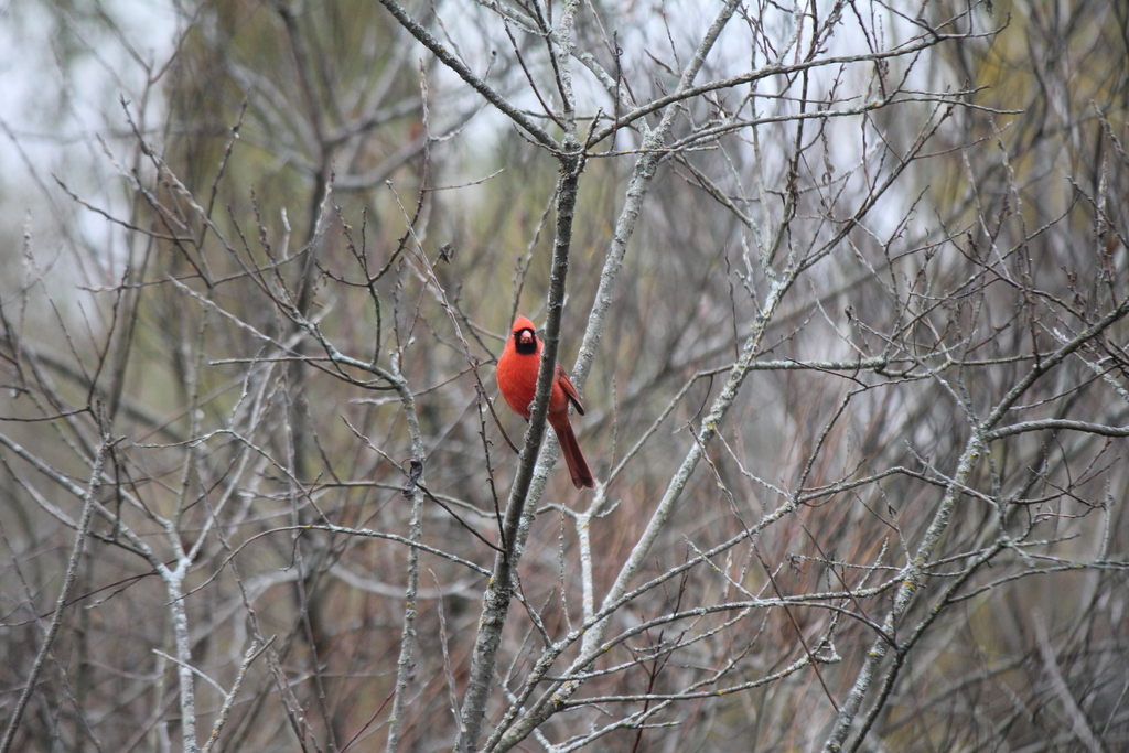 Northern Cardinal from Waterloo, ON, Canada on November 16, 2024 at 03: ...