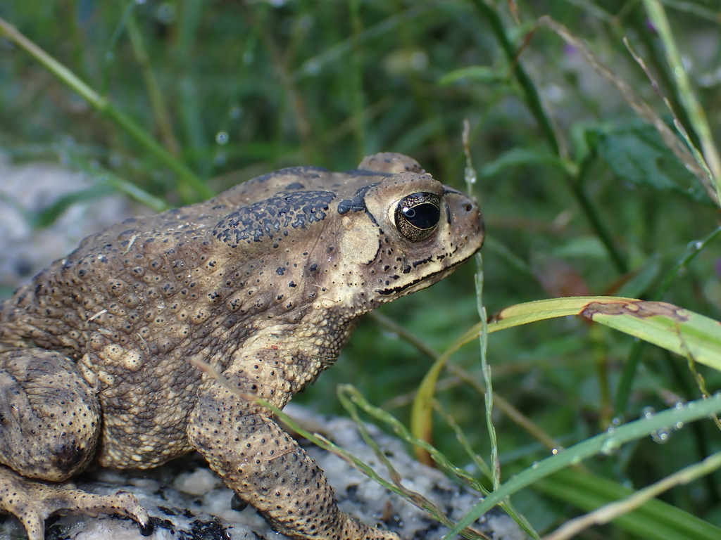 Asian Common Toad from Sai Kung, Hong Kong on November 17, 2024 at 09: ...