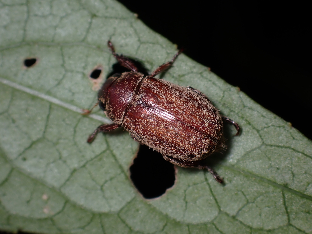 Chinese rose beetle from Kwu Tung, Hong Kong on November 16, 2024 at 06 ...