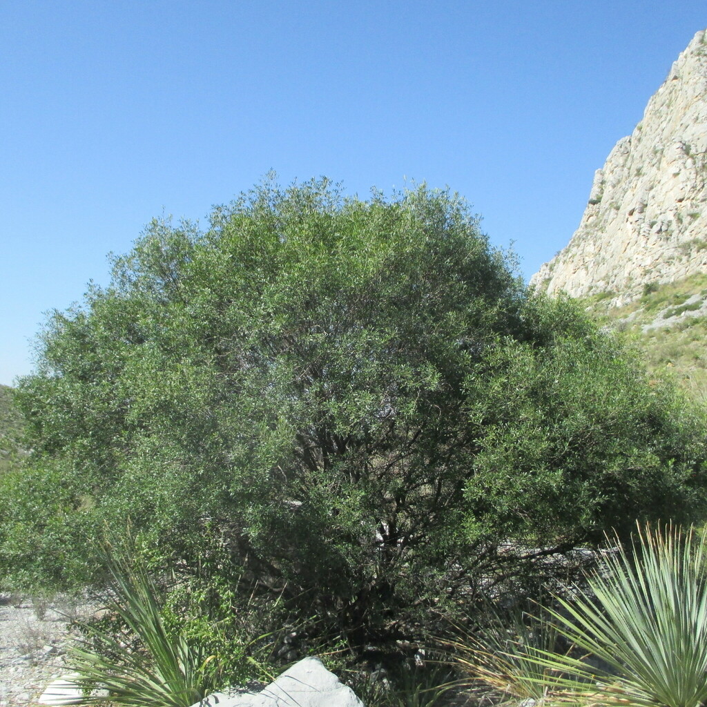 Gregg's Ash from Ramos Arizpe, Coah., México on November 14, 2024 at 07 ...