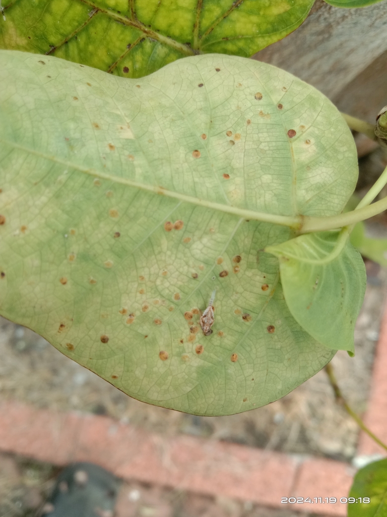 Issid Planthoppers from 830台灣高雄市鳳山區大德里 on November 19, 2024 at 09:18 AM ...