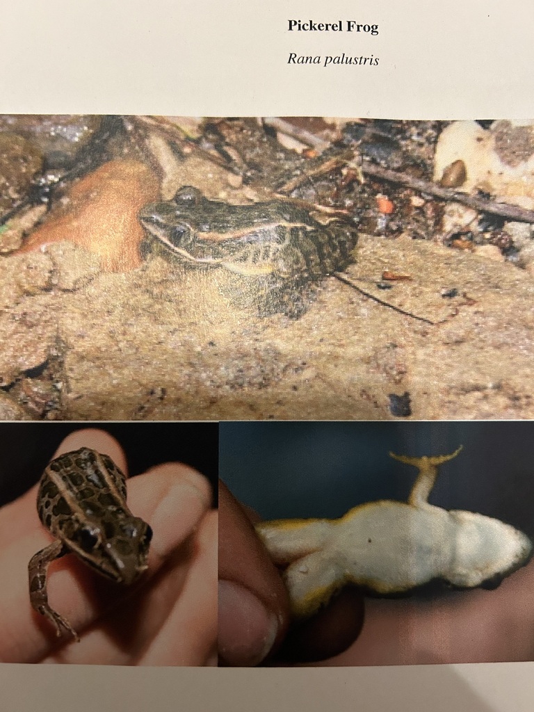 Pickerel Frog in May 2011 by Tony Colbert. Photos lost from SD card ...