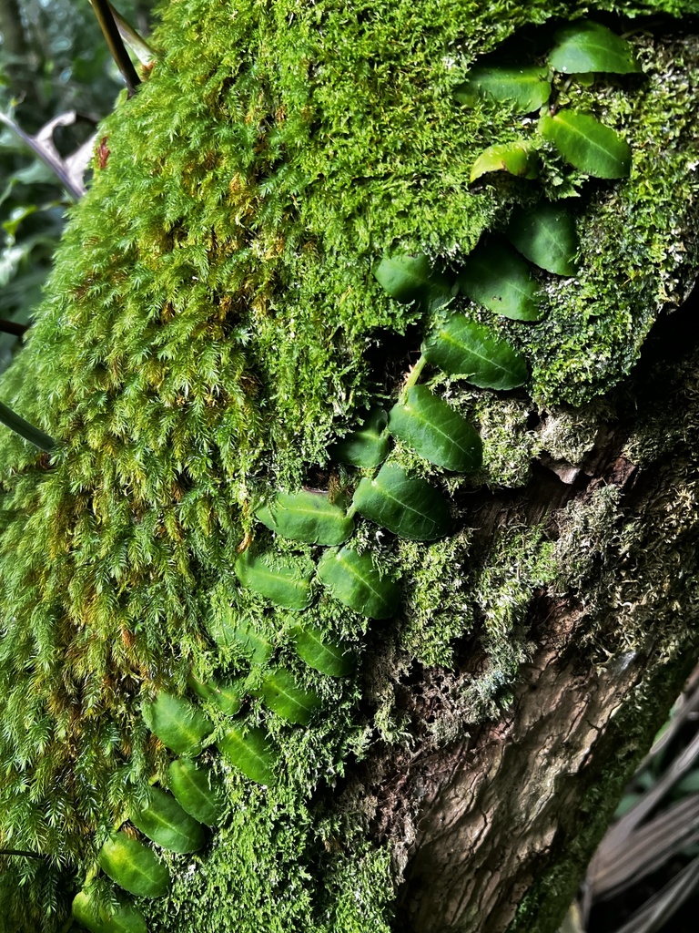Shingle Vine from Oʻahu, Kailua, HI, US on November 18, 2024 at 03:04 ...