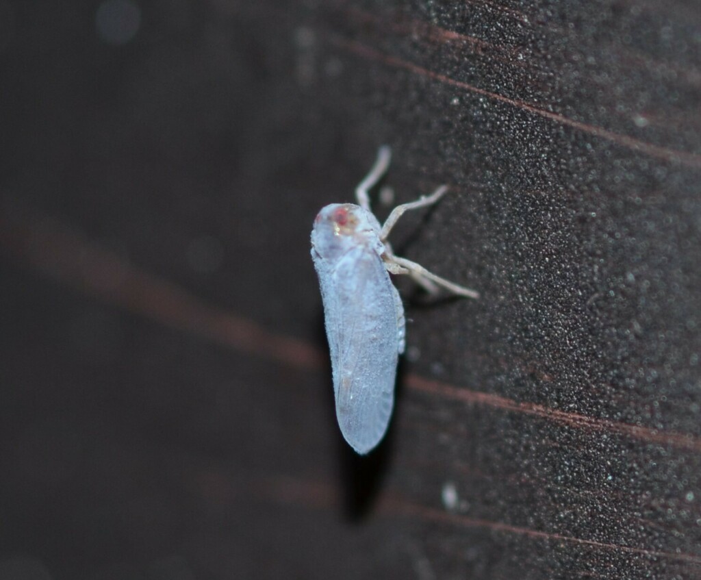 Cedusa from Parkland, FL, USA on November 18, 2024 at 08:35 PM by ...