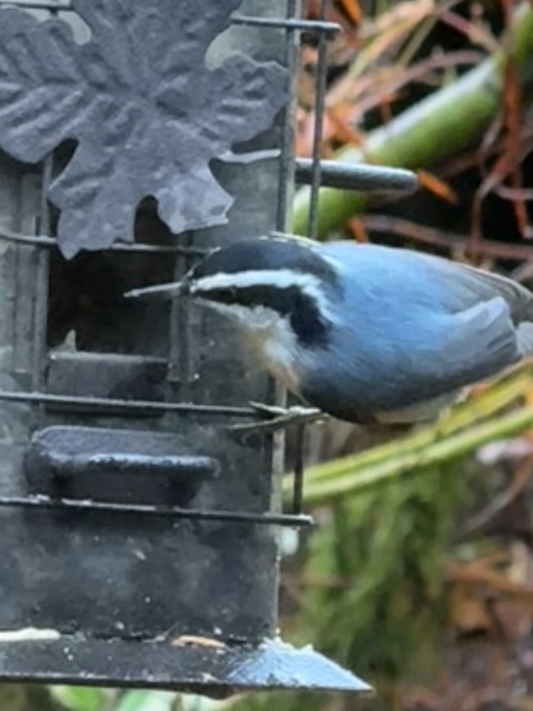 Red-breasted Nuthatch from Windolph Ln NW, Olympia, WA, US on November ...