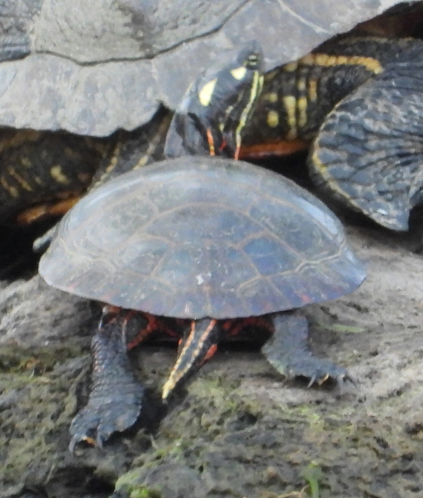 Eastern Painted Turtle from Silver Spring, MD, USA on November 18, 2024 ...